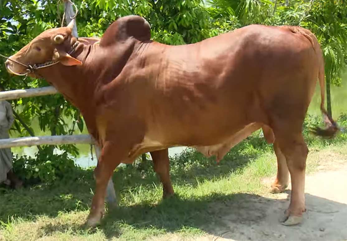Red Chittagong Cattle - Meat Bucket