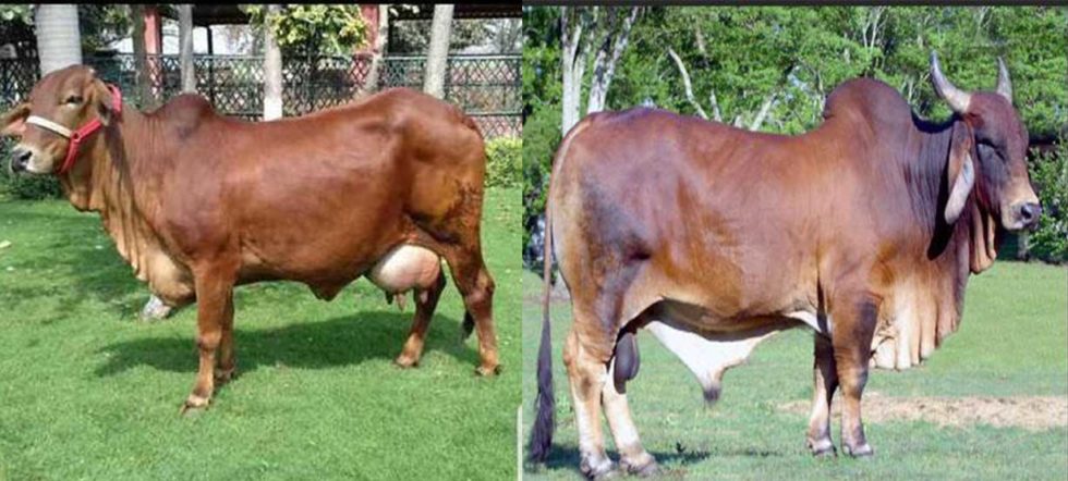 Difference between Sahiwal and Red Sindhi Cow - Meat Bucket